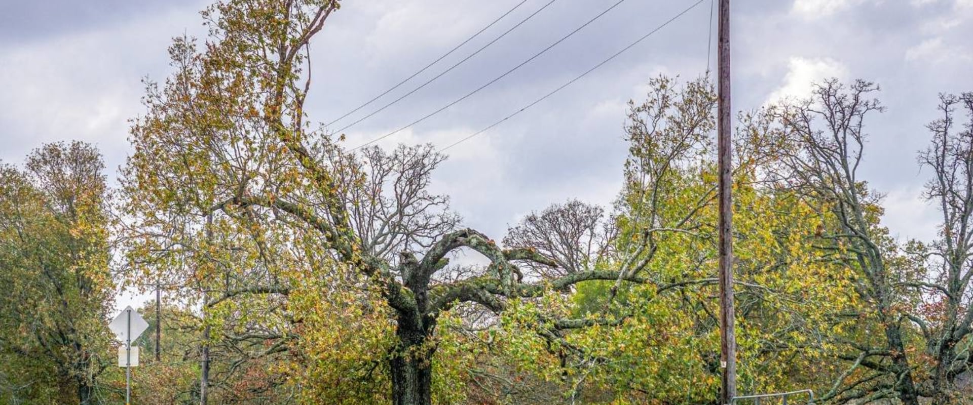 How to Take Care of Trees with Branches on Power Lines