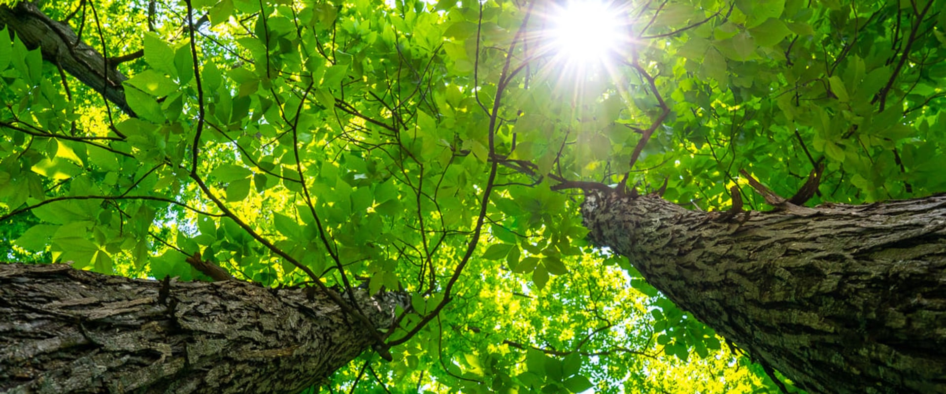 Proper Tree Care: A Guide for Residents of Louisville, Kentucky